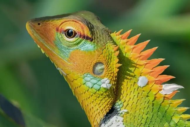 Emerging Market Green Bonds - Report 2024 | Amundi | Reference Hub