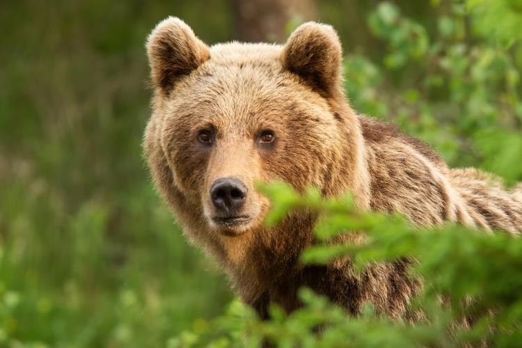 Be Wary of Bear Market Rallies | Neuberger Berman | Reference Hub
